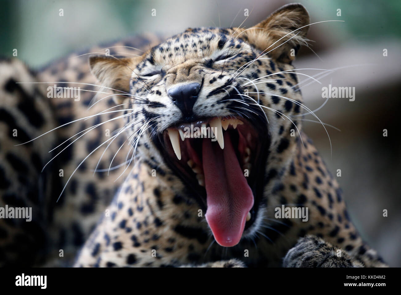 Leopard in Malacca Zoo, Malaysia Stock Photo - Alamy