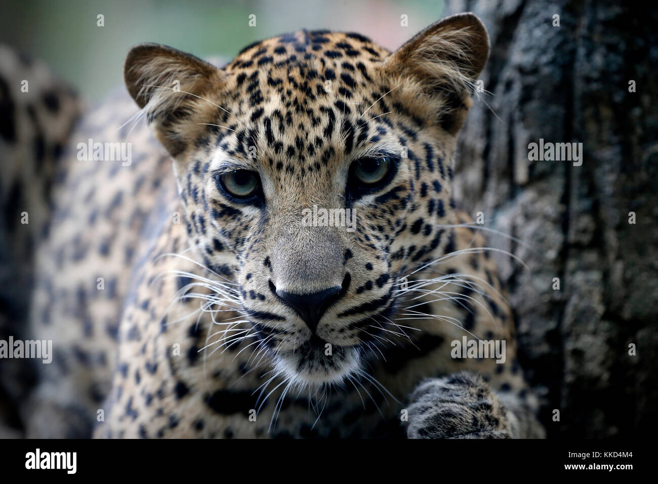 Leopard in Malacca Zoo, Malaysia Stock Photo - Alamy