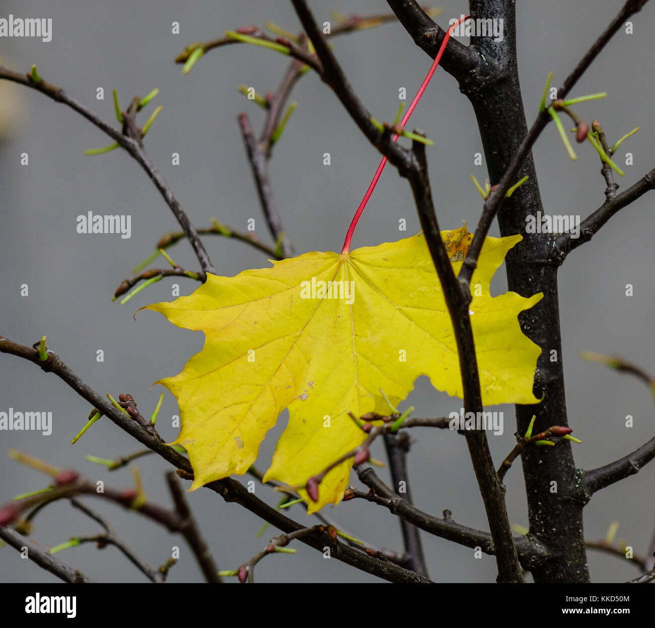 A yellow leaf on tree at the park in Saint Petersburg, Russia Stock ...