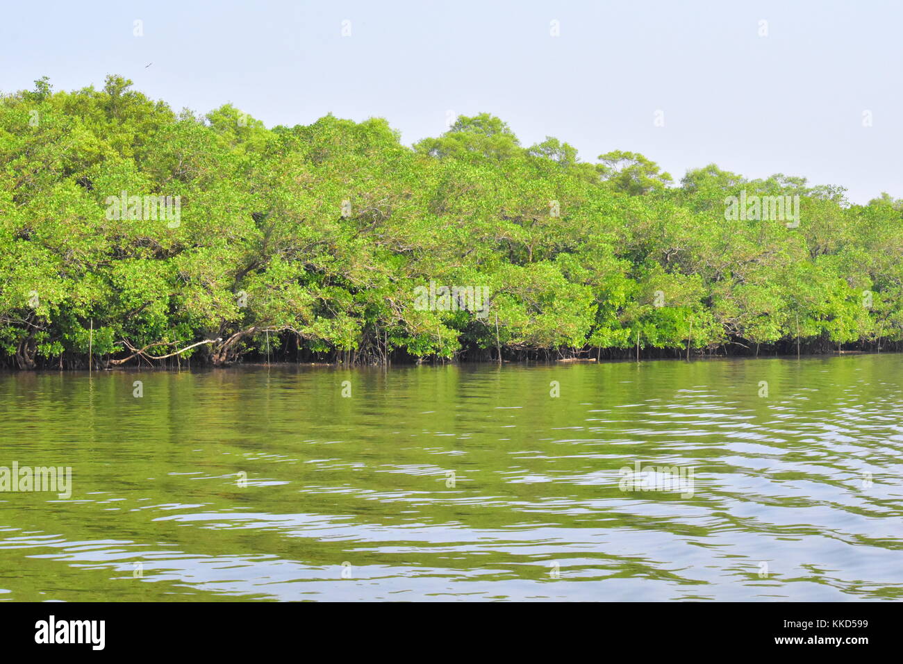 Mangrove forest on Chorao island, Goa, India Stock Photo - Alamy