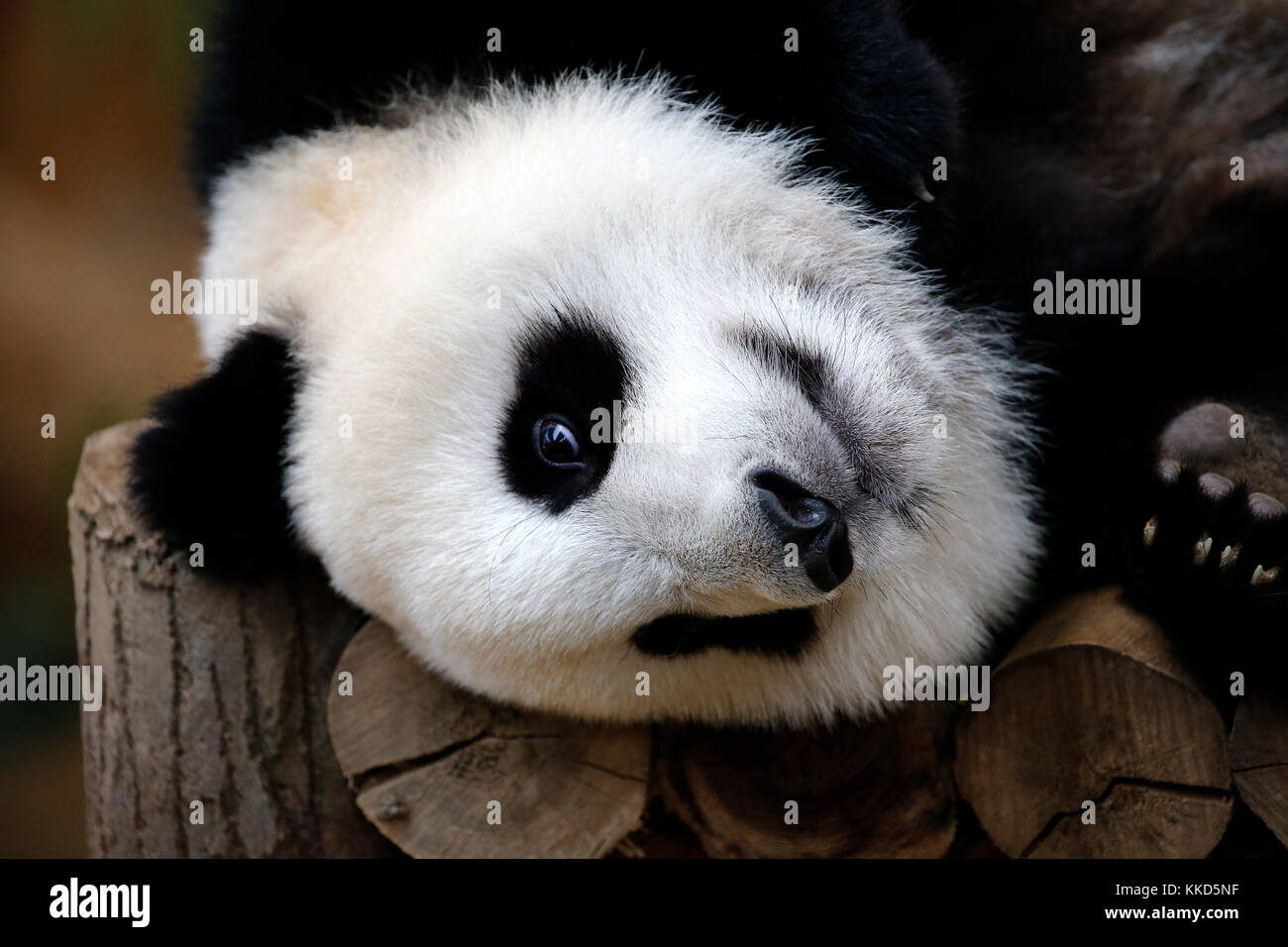 Panda relaxing in National Zoo, Malaysia on October 31, 2016 Stock ...