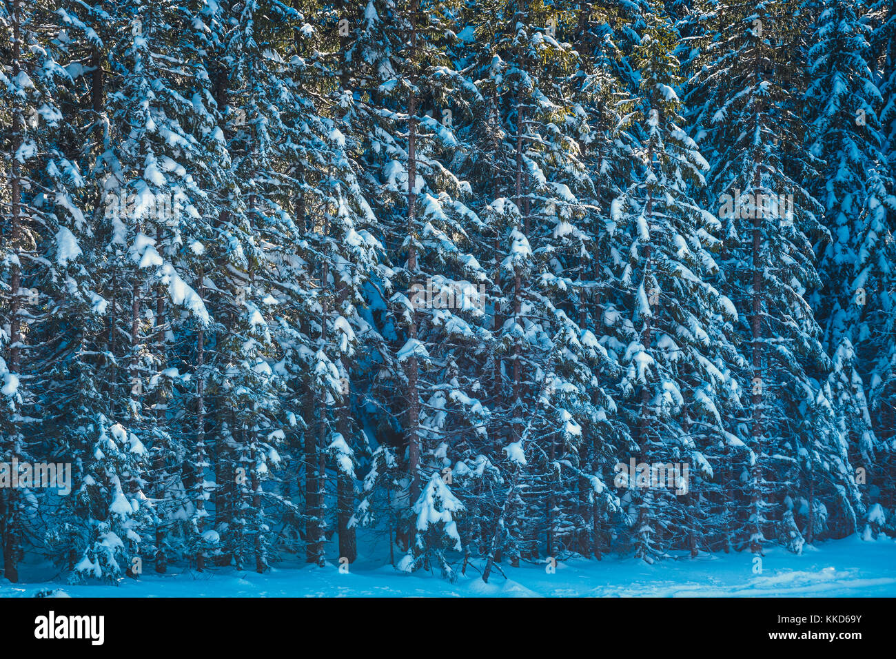 Frozen forest with snow, winter landscape Stock Photo - Alamy
