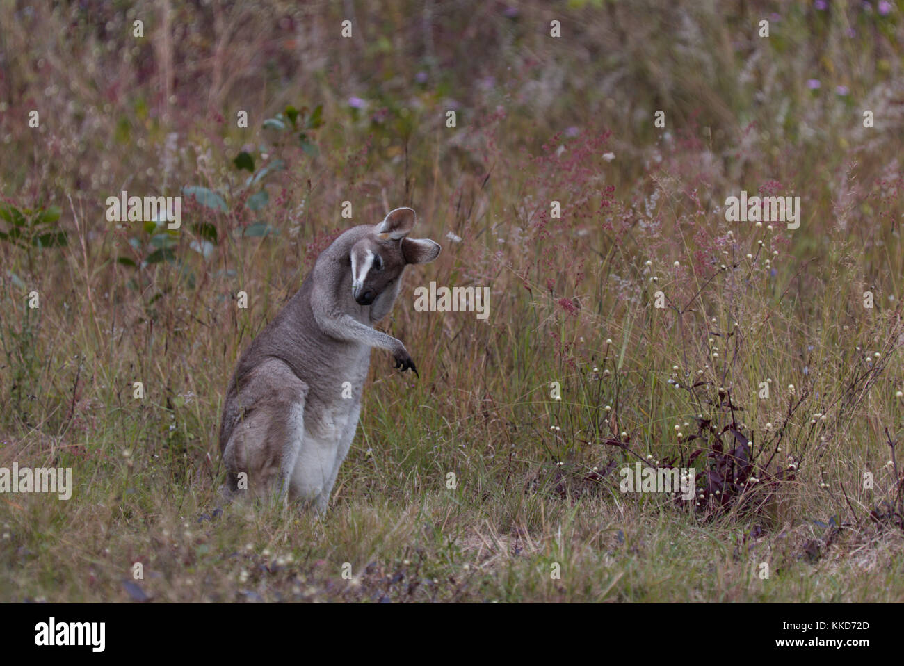 The whiptail wallaby (Macropus parryi), also known as the pretty-faced ...