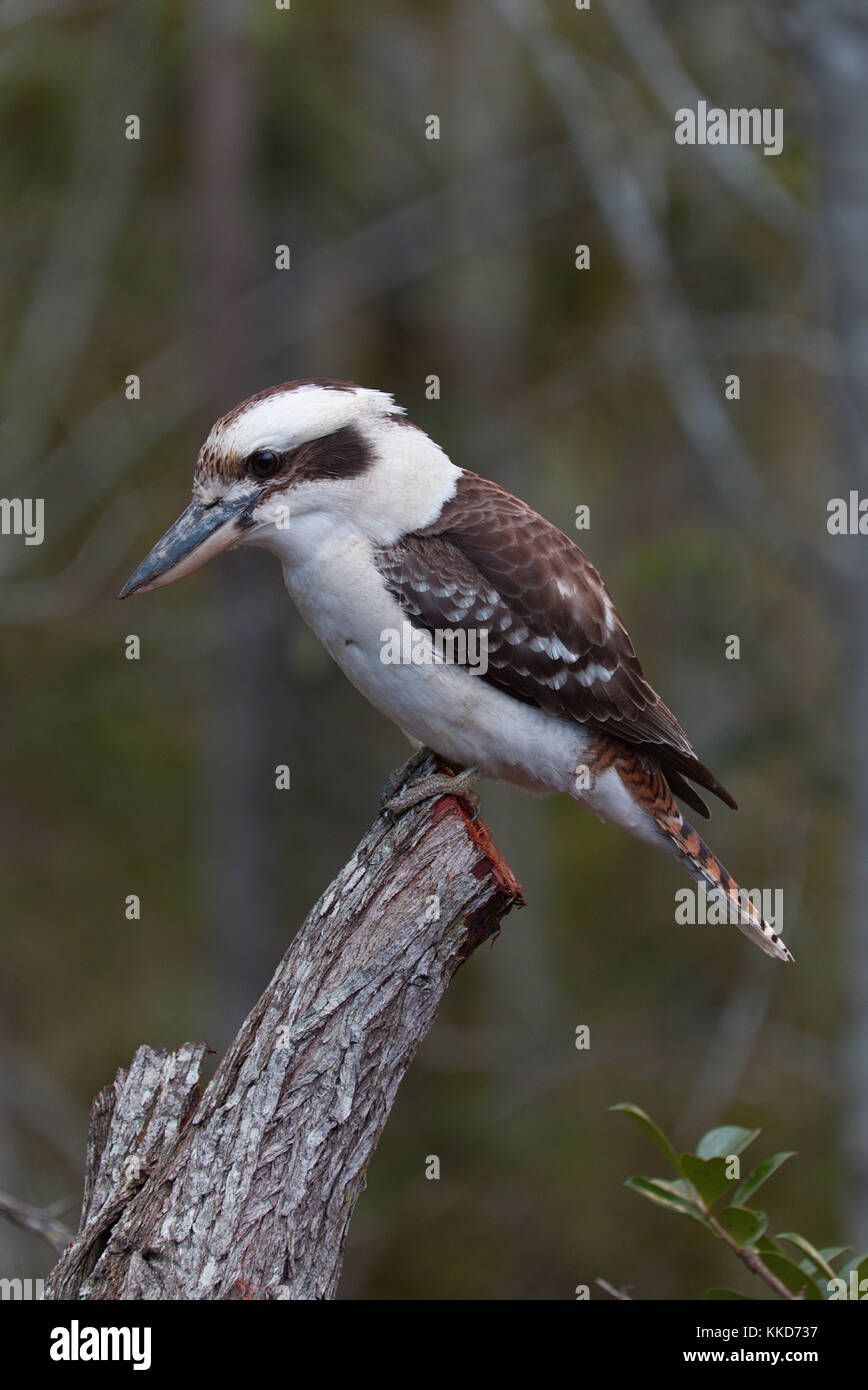 Kookaburra bird perched on a branch in its natural habitat with a soft ...