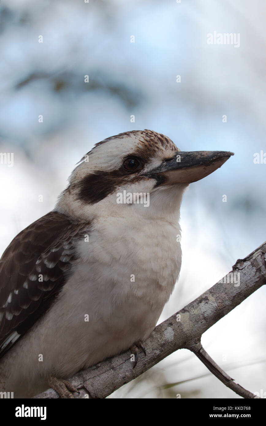 Kookaburra bird perched on a branch in its natural habitat with a soft ...