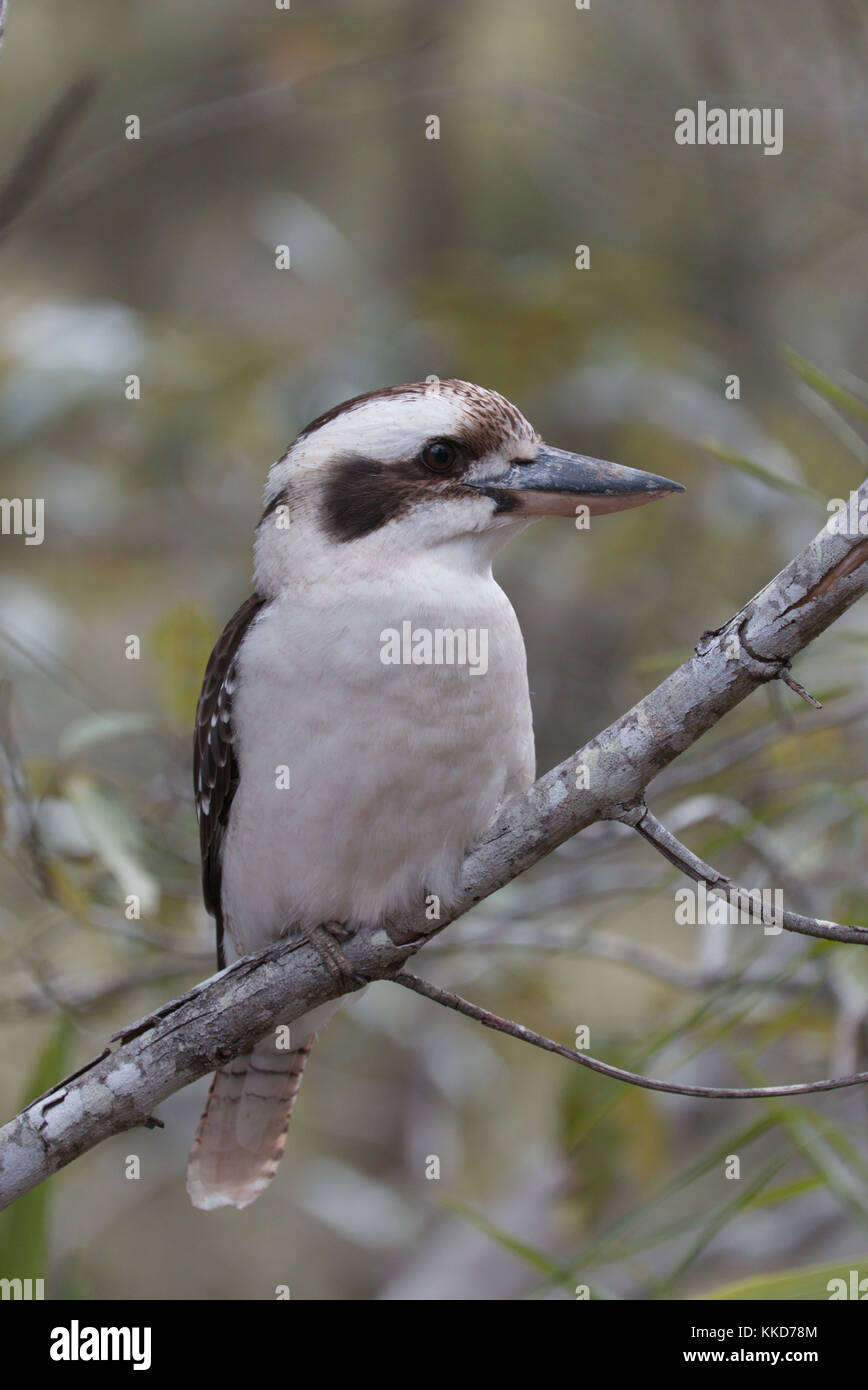 Largest native australian bird hi-res stock photography and images - Alamy