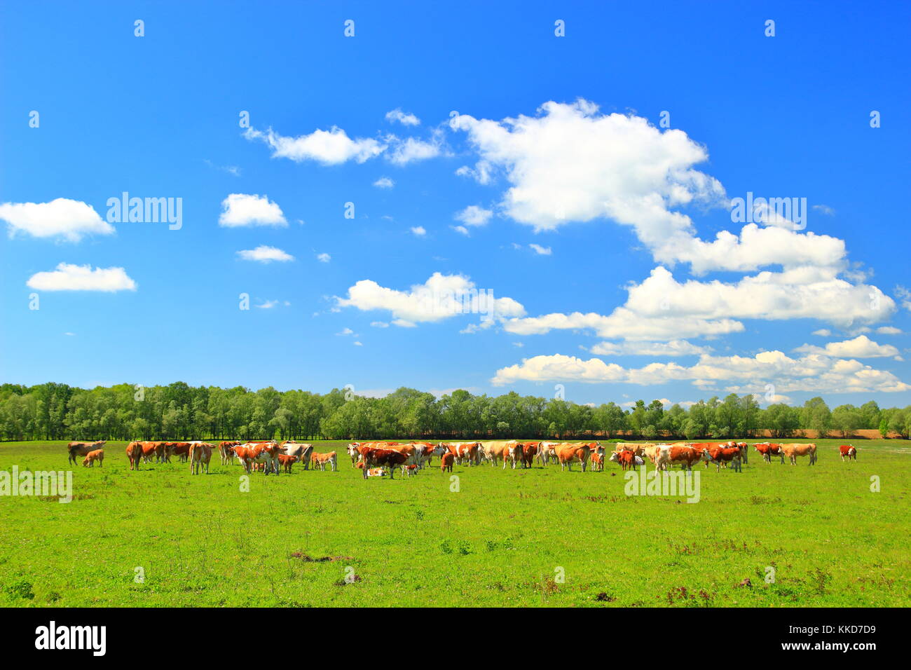 Cows on farm Stock Photo - Alamy