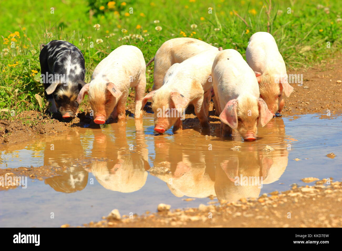 Cute little piglets on farm Stock Photo - Alamy