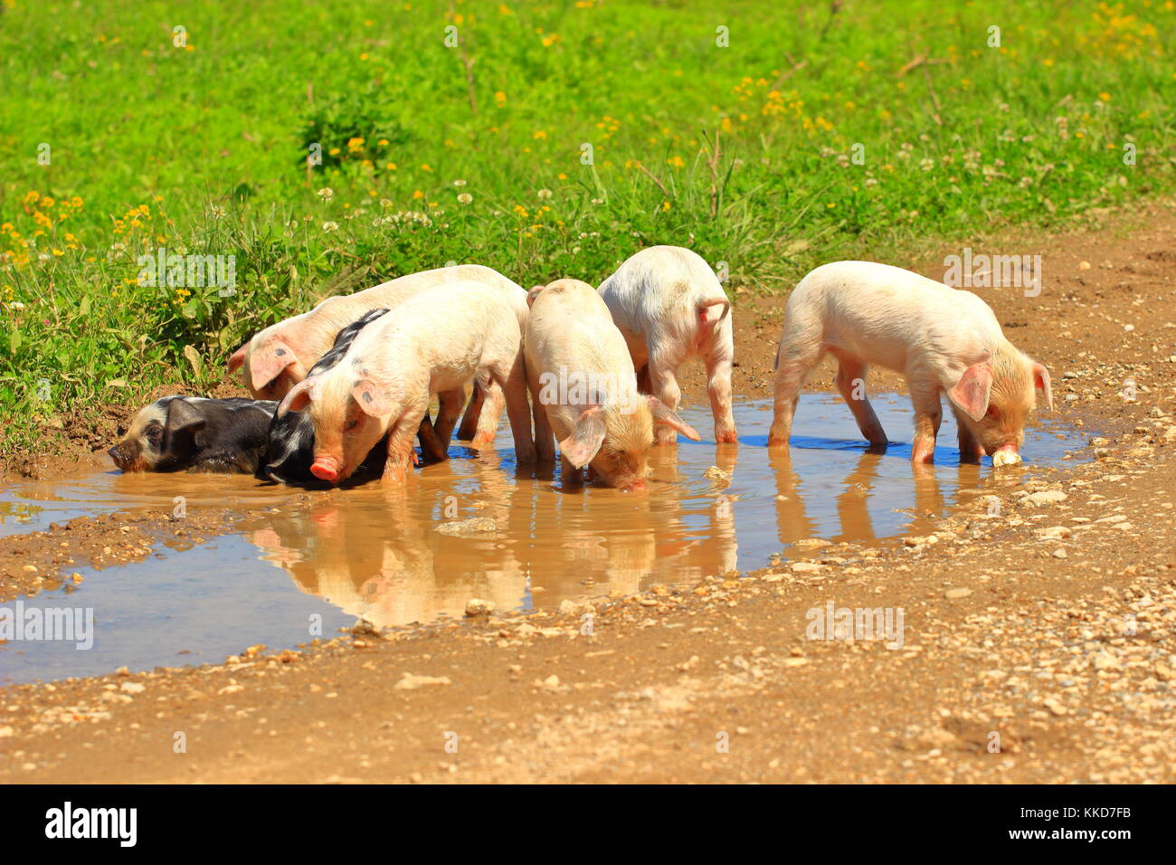 Cute little piglets on farm Stock Photo - Alamy