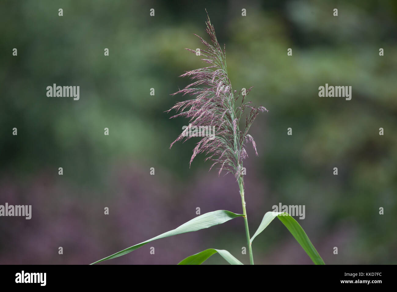 Wispy Tall Grass with a lush green background at a wildlife nature ...