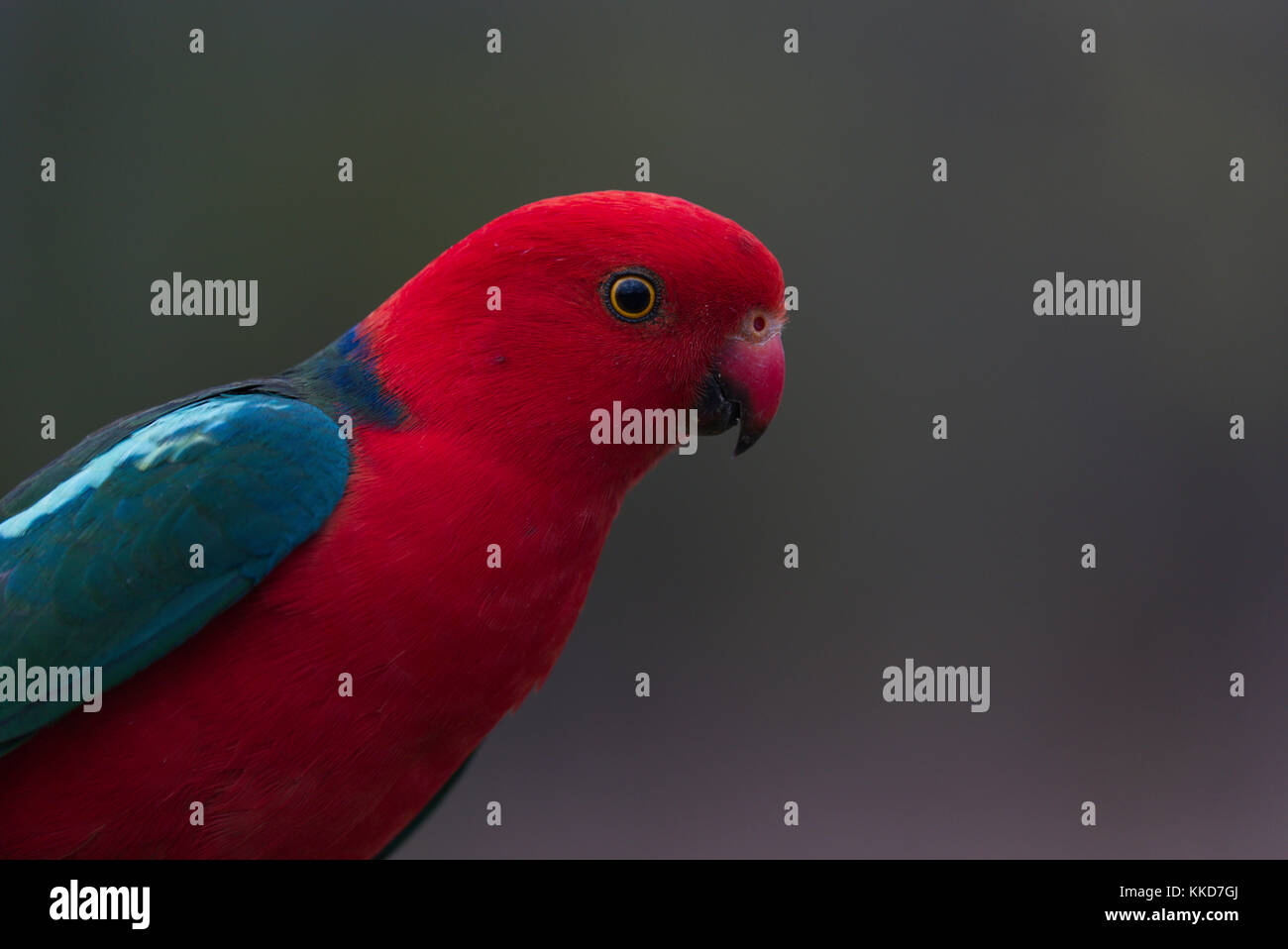 Close-up portrait of a vibrant male King Parrot Red head with blue ...