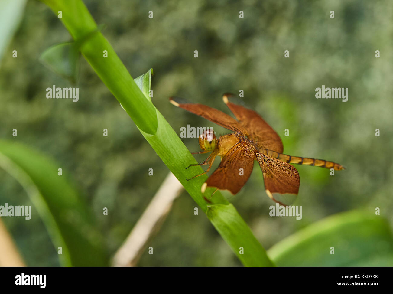 bugs, spiders, fly, dragon fly from our home surroundings in natural ...