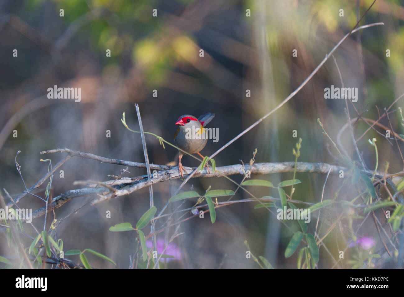 Australian native finch hi-res stock photography and images - Alamy
