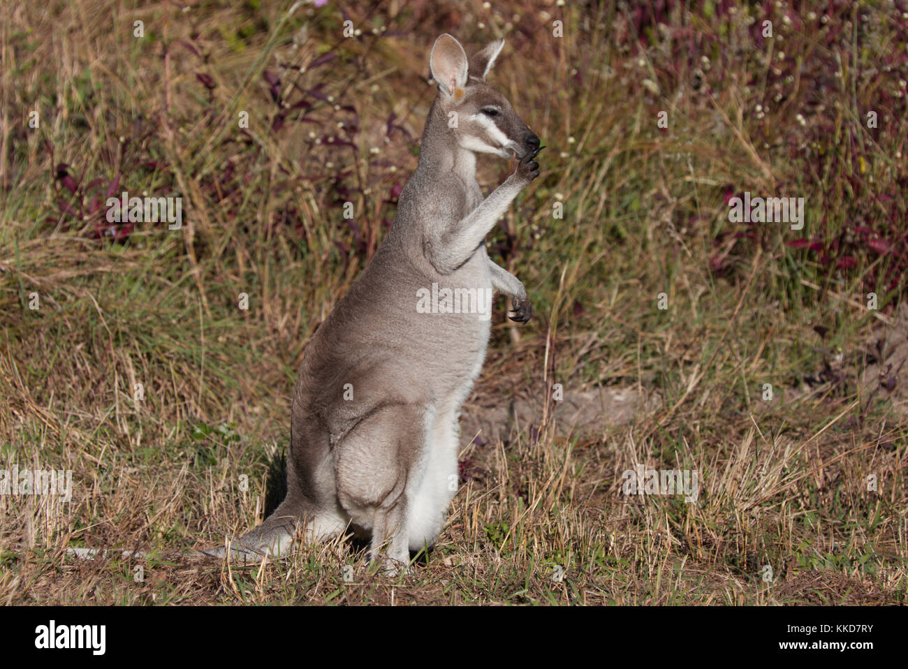 The whiptail wallaby (Macropus parryi), also known as the pretty-faced ...