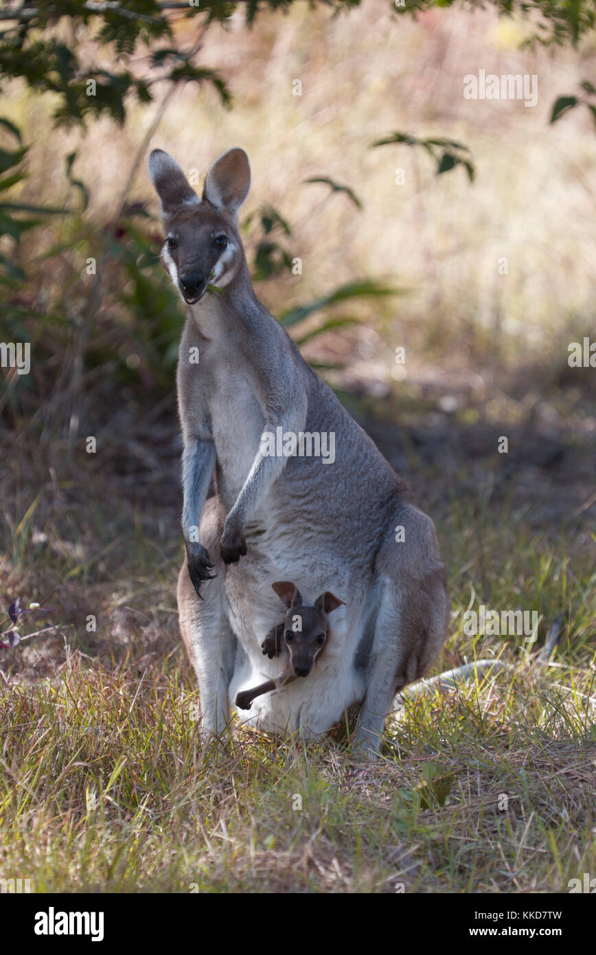 The whiptail wallaby (Macropus parryi), also known as the pretty-faced ...