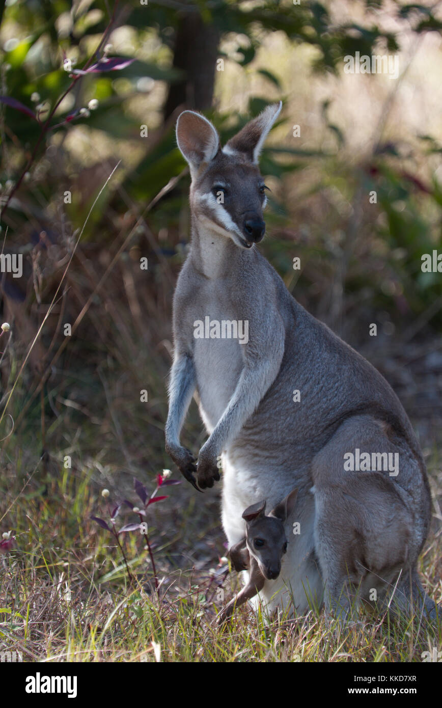 Pretty faced wallabies hi-res stock photography and images - Alamy