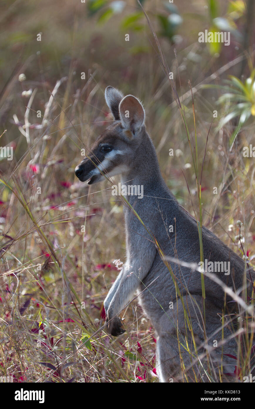 Pretty Faced Wallabies High Resolution Stock Photography and Images - Alamy