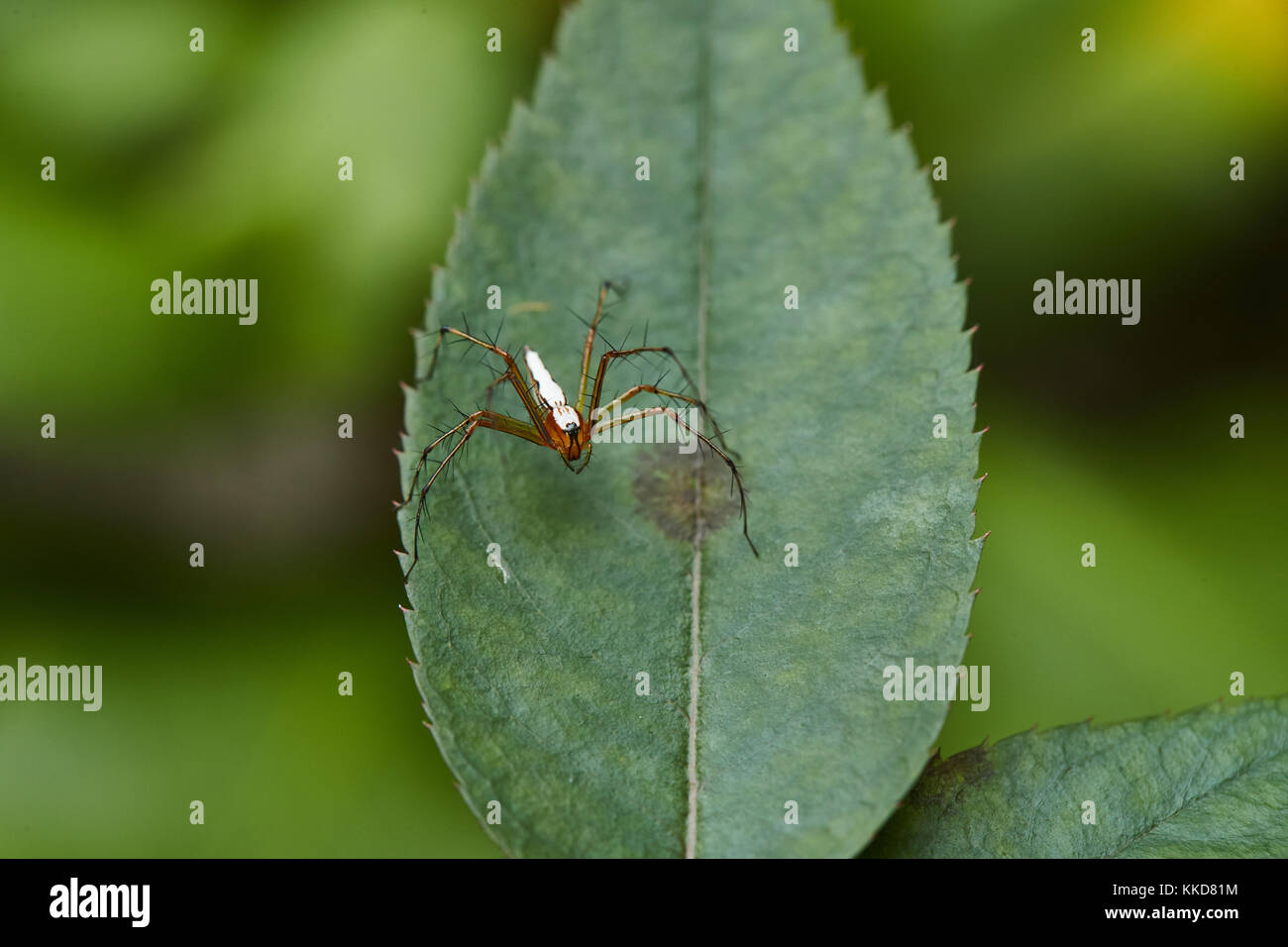 bugs, spiders, fly, dragon fly from our home surroundings in natural ...