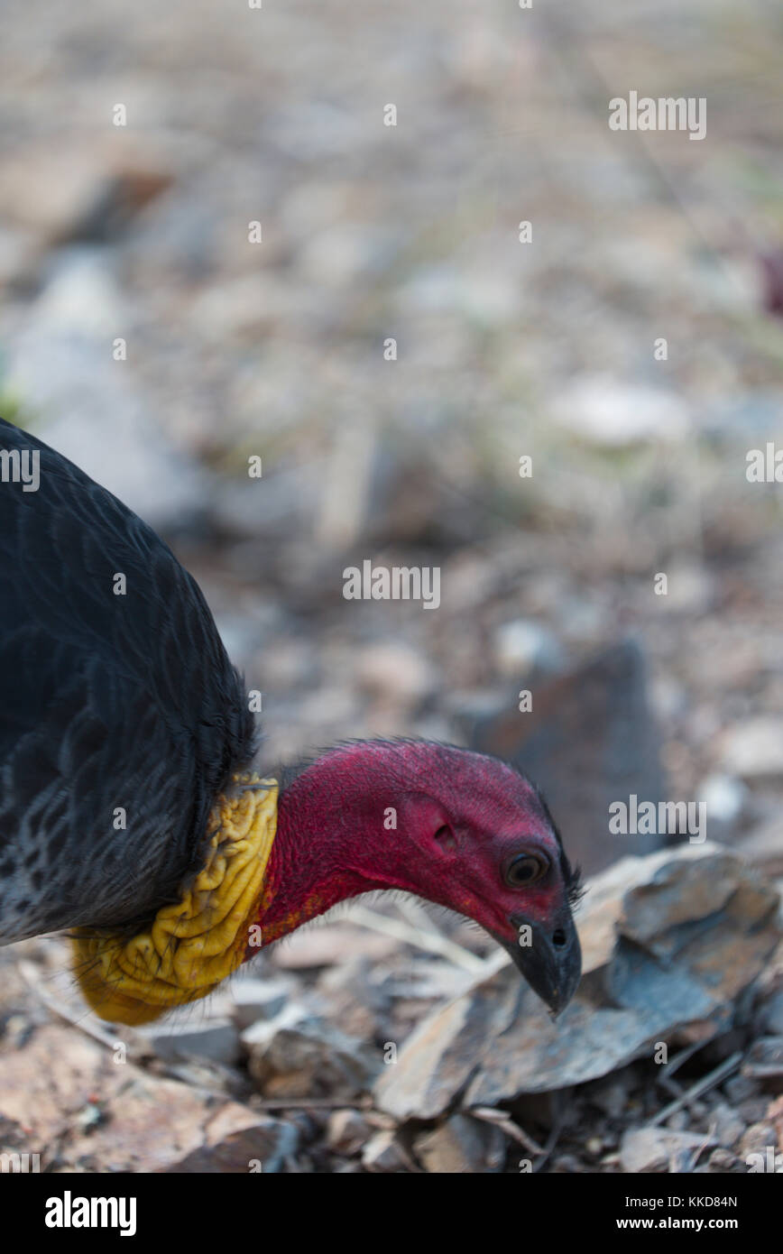 The Australian brushturkey or Australian brush-turkey (Alectura lathami ...