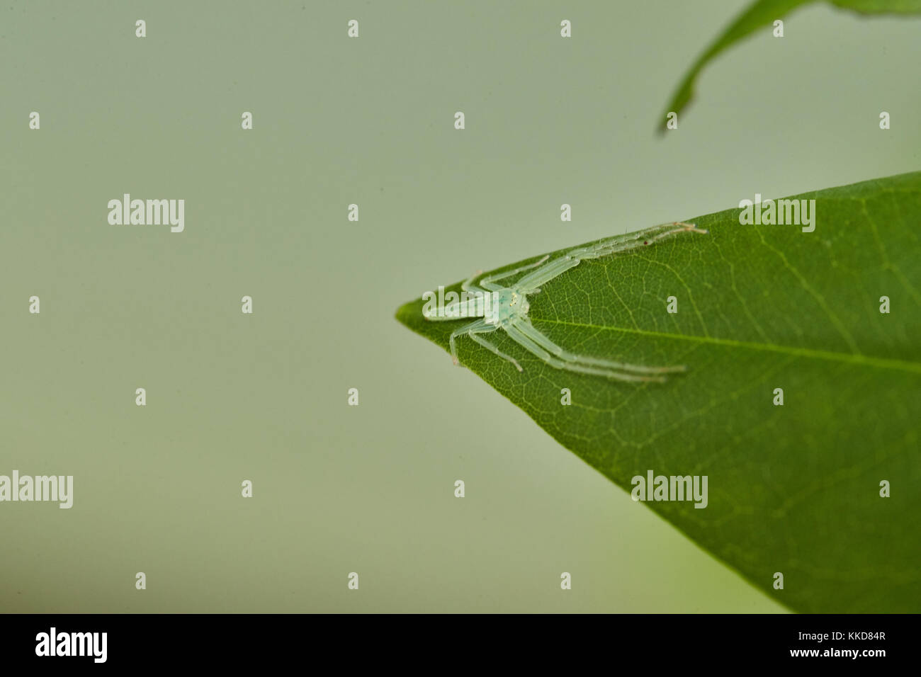 bugs, spiders, fly, dragon fly from our home surroundings in natural ...