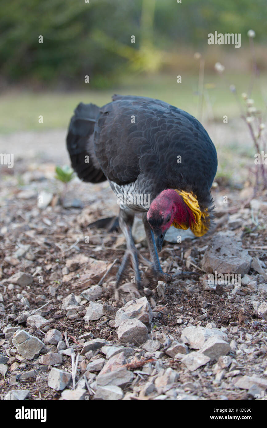 The Australian brushturkey or Australian brush-turkey (Alectura lathami ...
