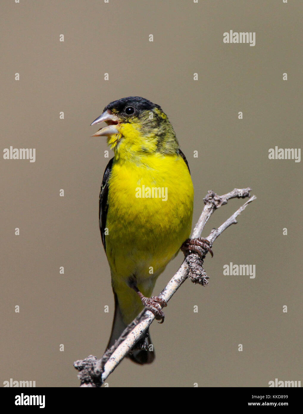 Lesser Goldfinch. Sabino Canyon, Azizona, USA Stock Photo - Alamy