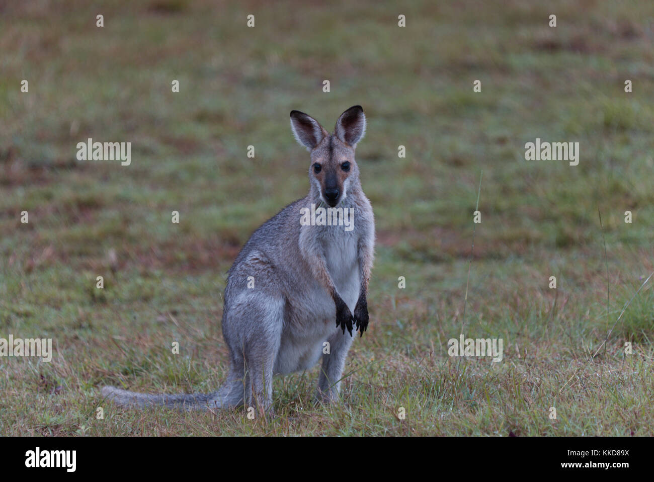 The whiptail wallaby (Macropus parryi), also known as the pretty-faced ...