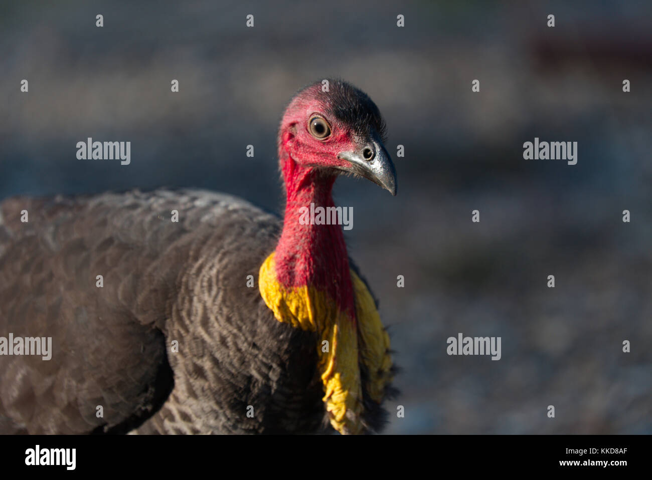 The Australian brushturkey or Australian brush-turkey (Alectura lathami ...