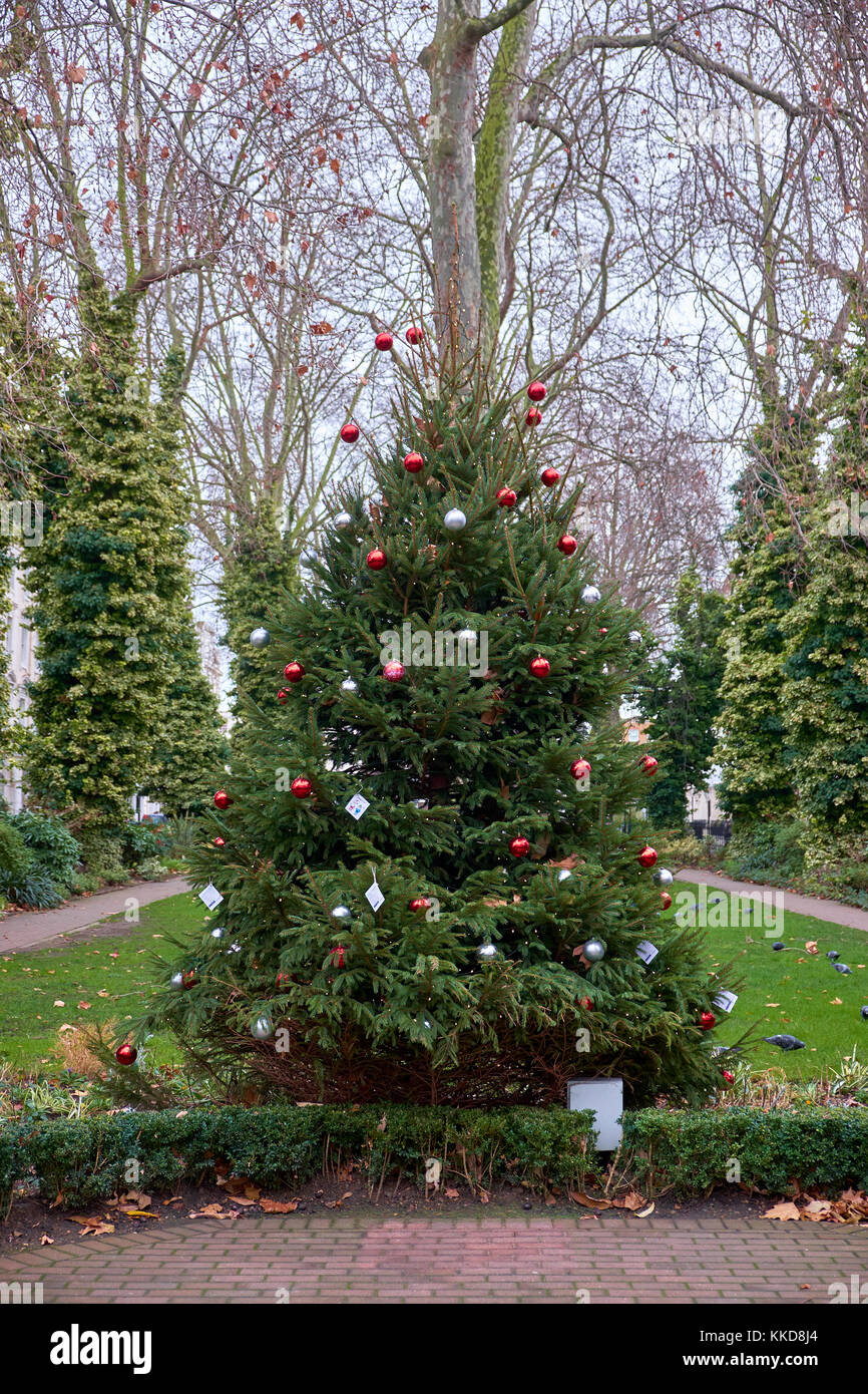 Silver pine tree hi-res stock photography and images - Alamy