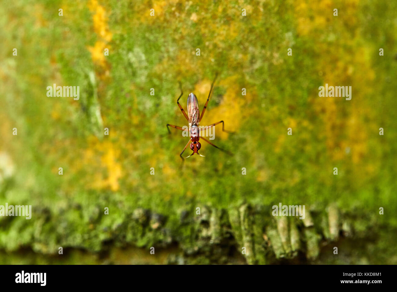 bugs, spiders, fly, dragon fly from our home surroundings in natural ...