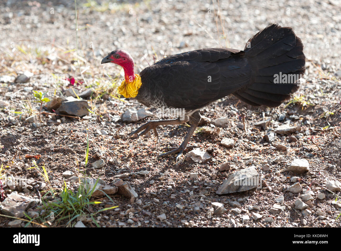 The Australian brushturkey or Australian brush-turkey (Alectura lathami ...