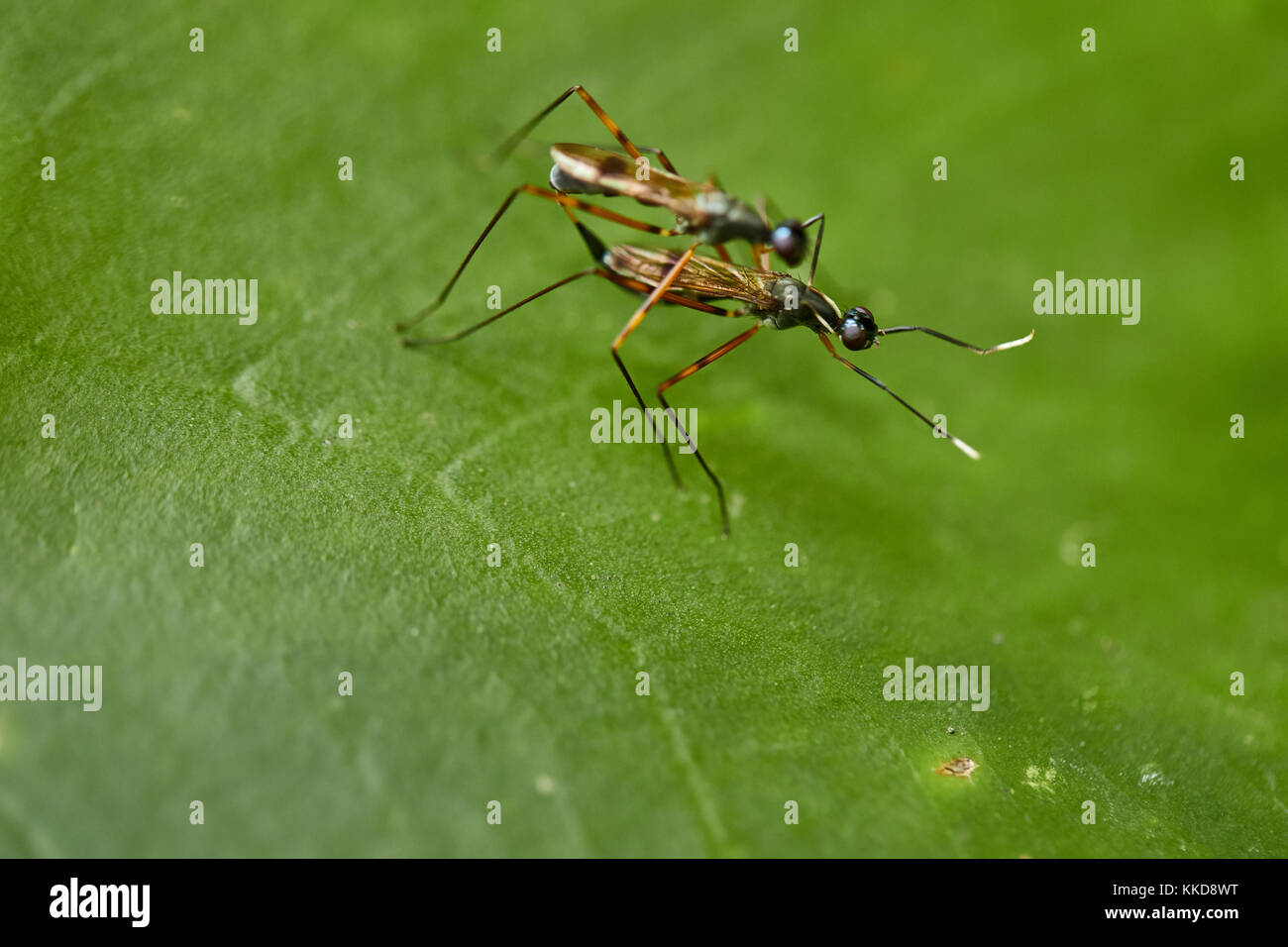 bugs, spiders, fly, dragon fly from our home surroundings in natural ...