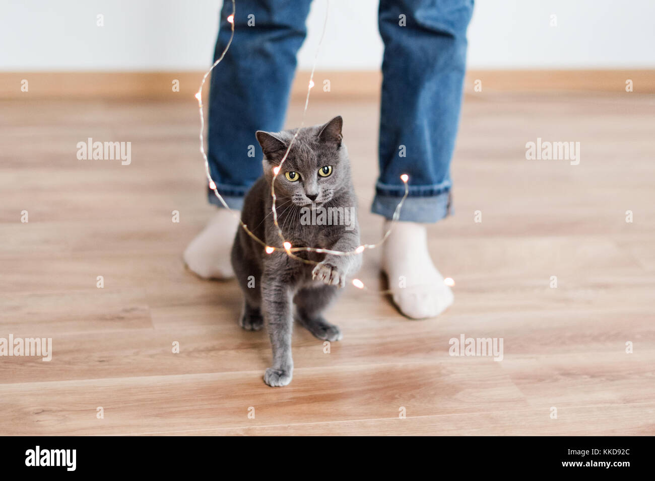 Funny cat playing with garland. Russian blue cat with Christmas lights ...