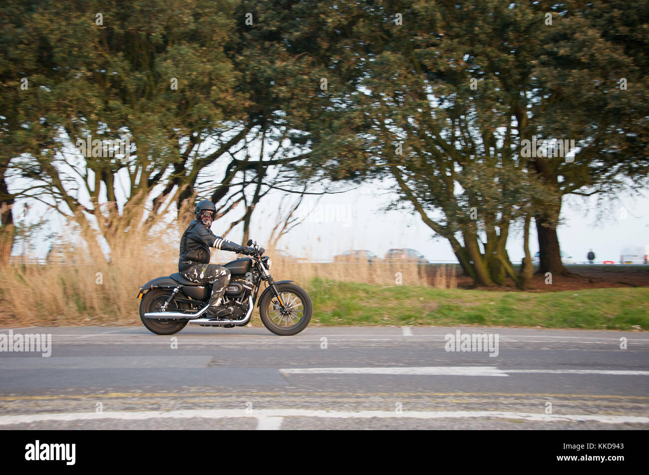Man riding a Harley Davidson motorcycle Stock Photo - Alamy