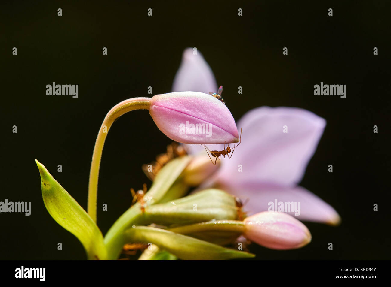 indian spring season, flowers in the garden Stock Photo - Alamy