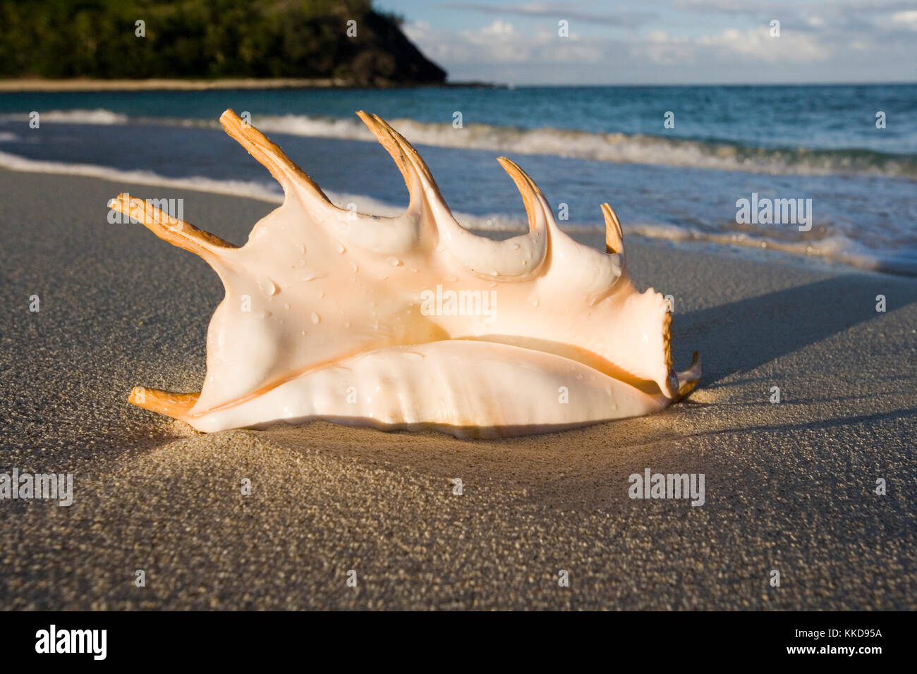Seashell on a tropical beach on the island of Fiji in the South Pacific ...