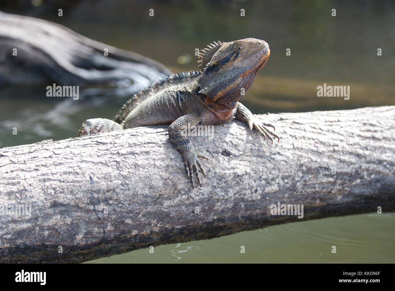 Australian water dragon basking in the sun on a fallen log over water ...