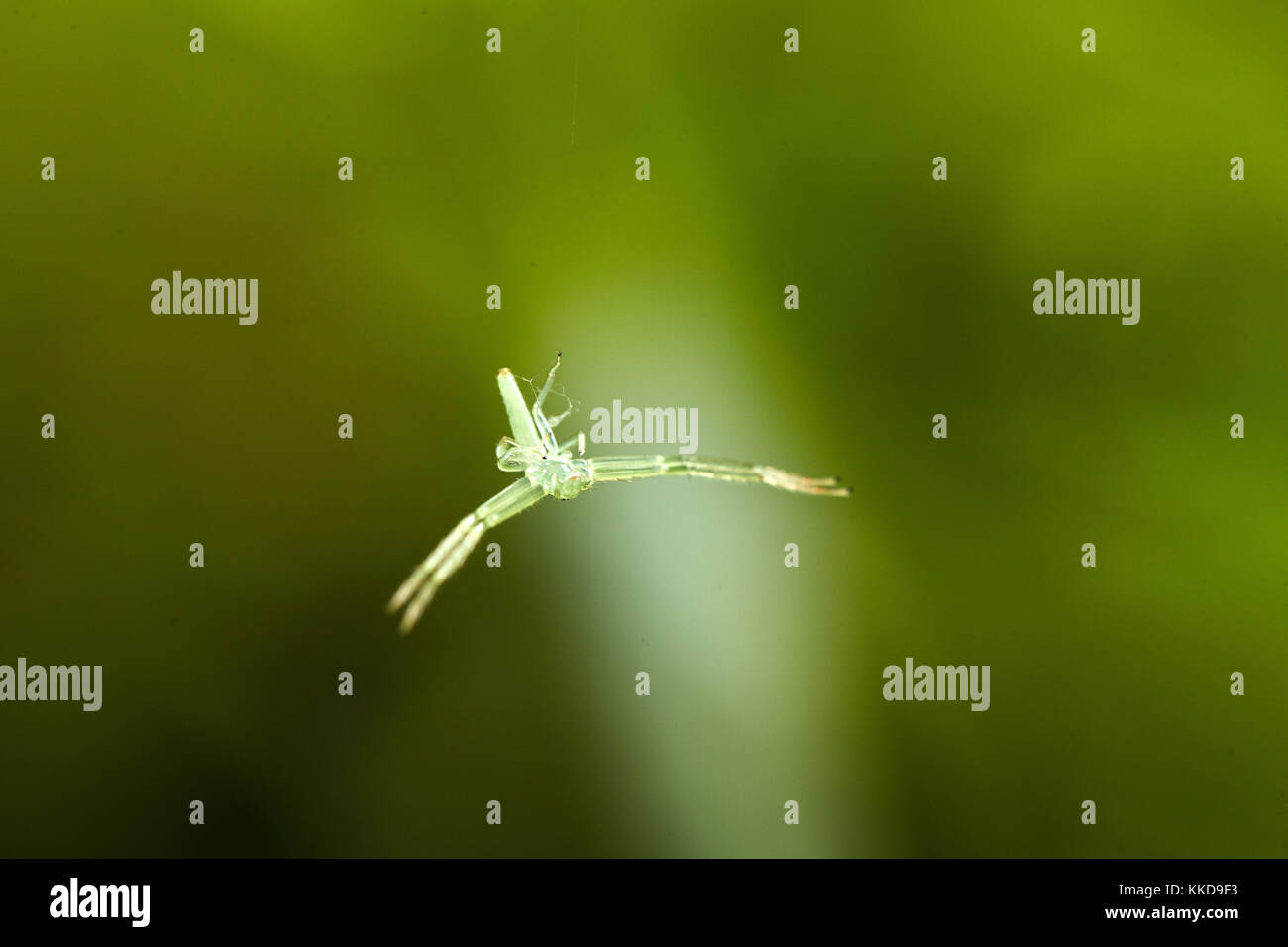 bugs, spiders, fly, dragon fly from our home surroundings in natural ...