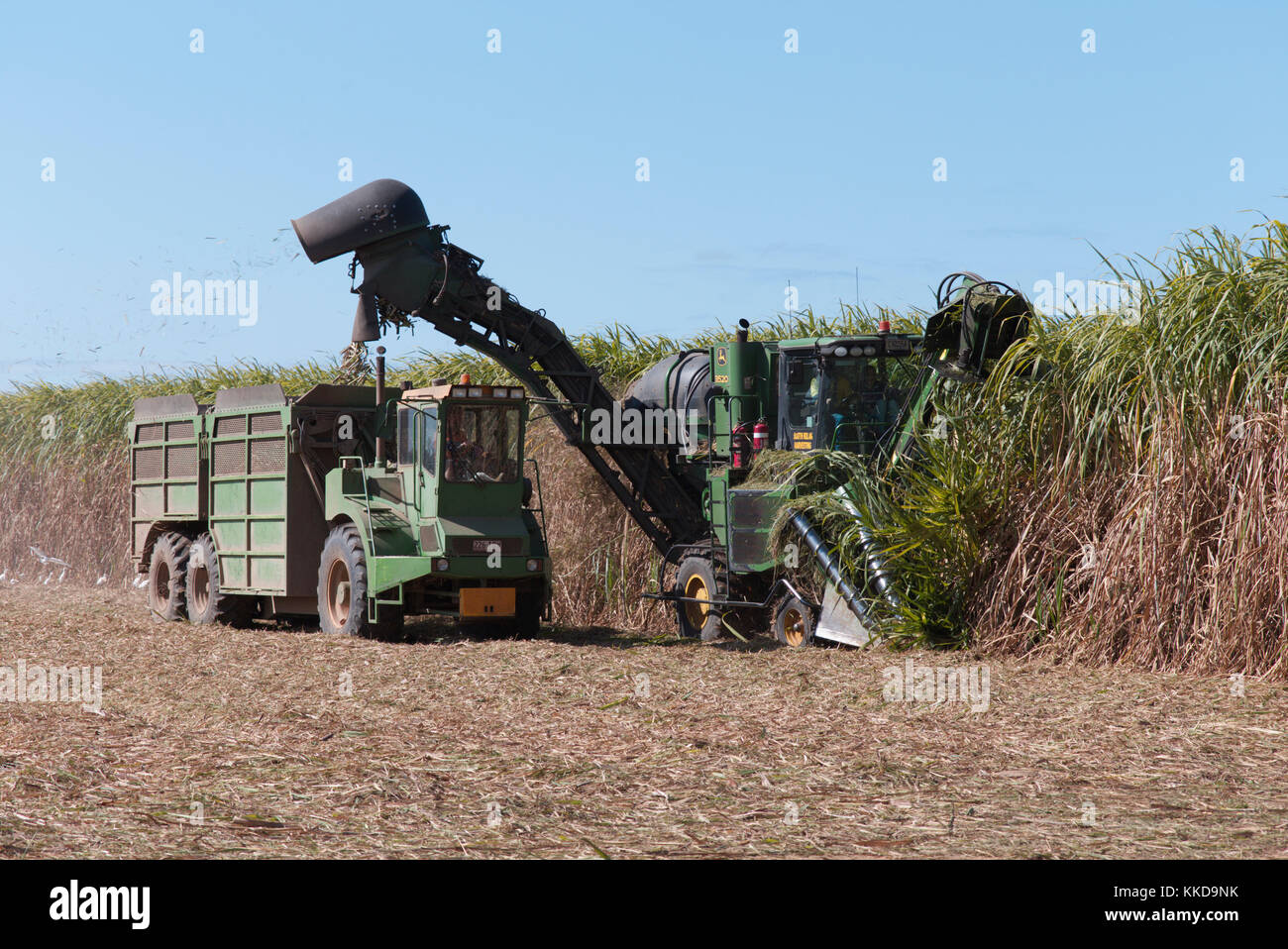 Sugarcane harvesting machine cutting crop in the field and loading it onto a haul out truck ...