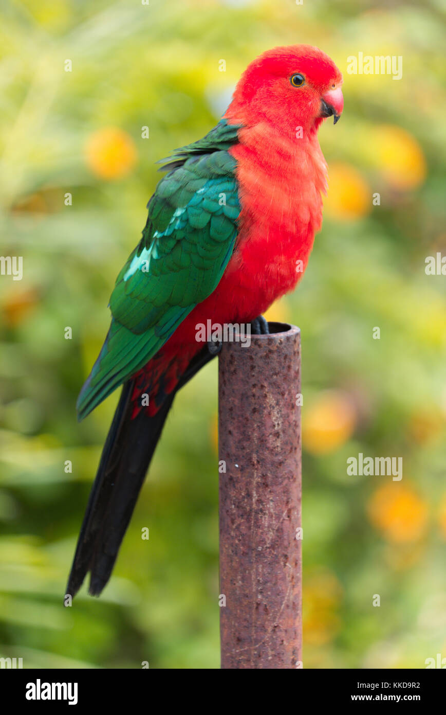 The Australian king parrot (Alisterus scapularis) is endemic to eastern ...