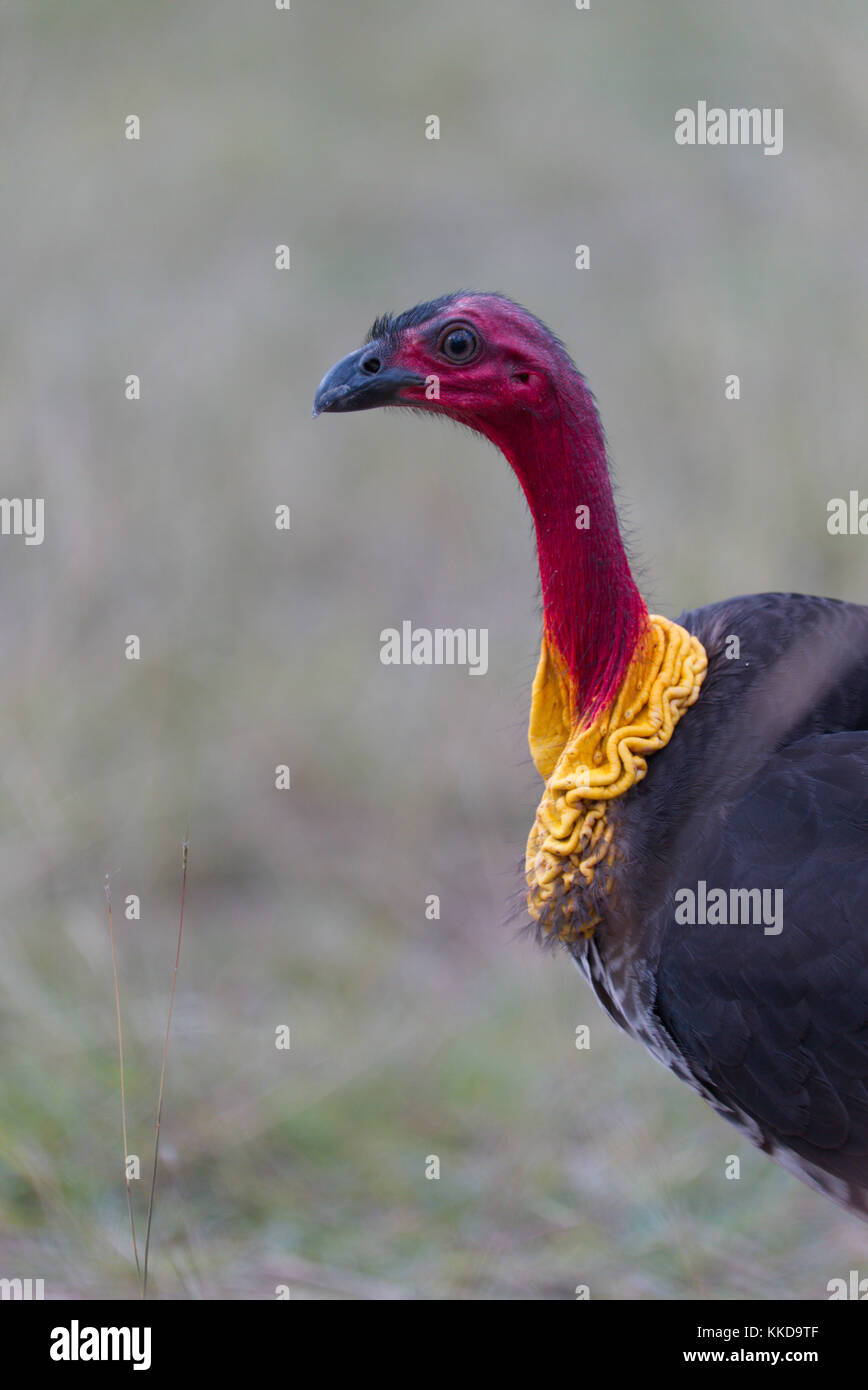 The Australian brushturkey or Australian brush-turkey (Alectura lathami ...