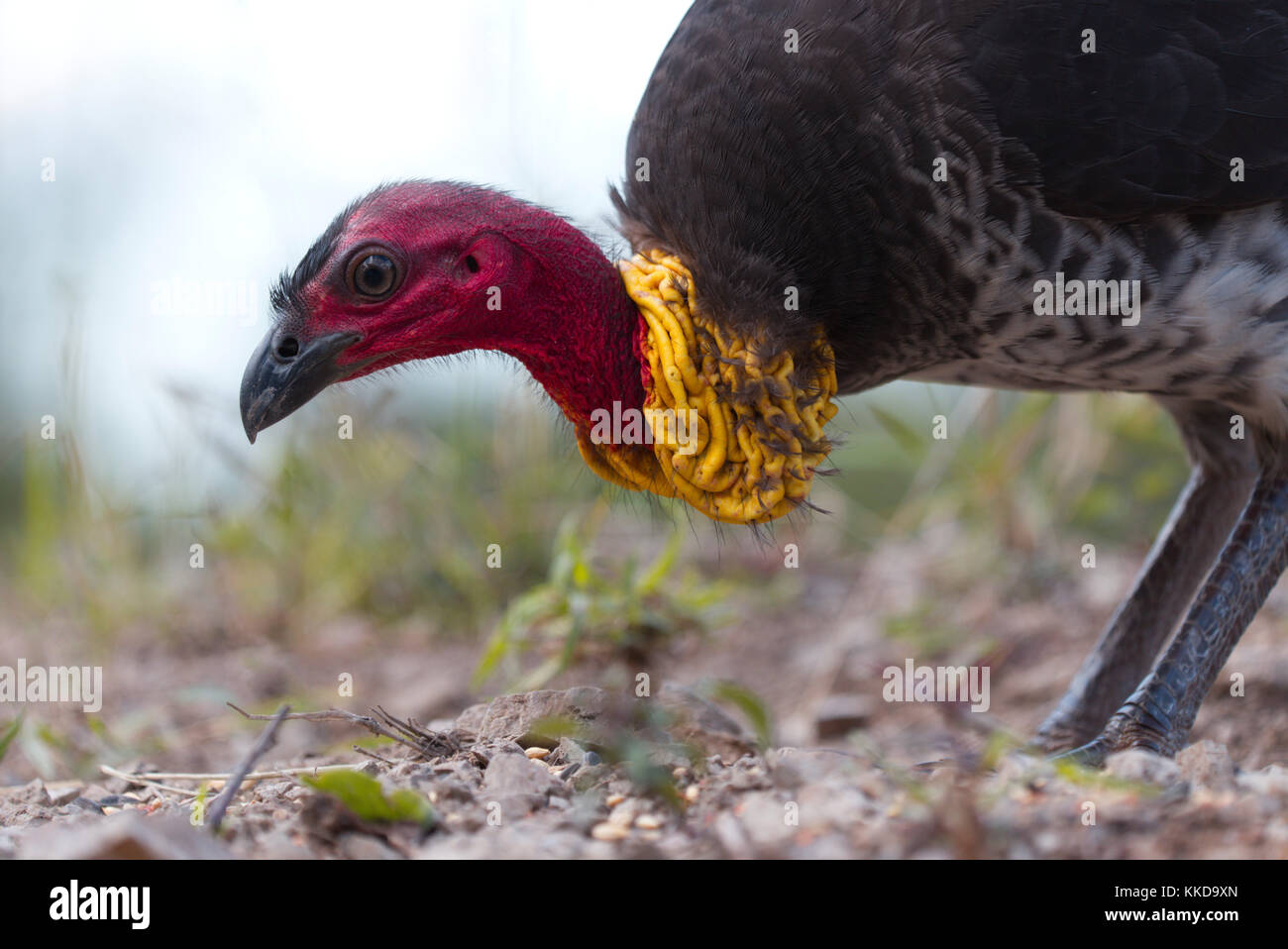 The Australian brushturkey or Australian brush-turkey (Alectura lathami ...