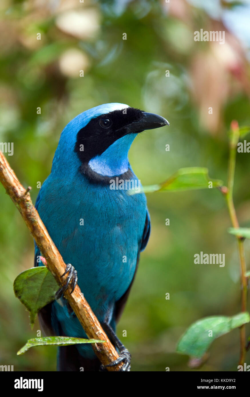 Turquoise Jay (Cyanolyca turcosa) in Mindo Cloud Forest in Pichincha in ...
