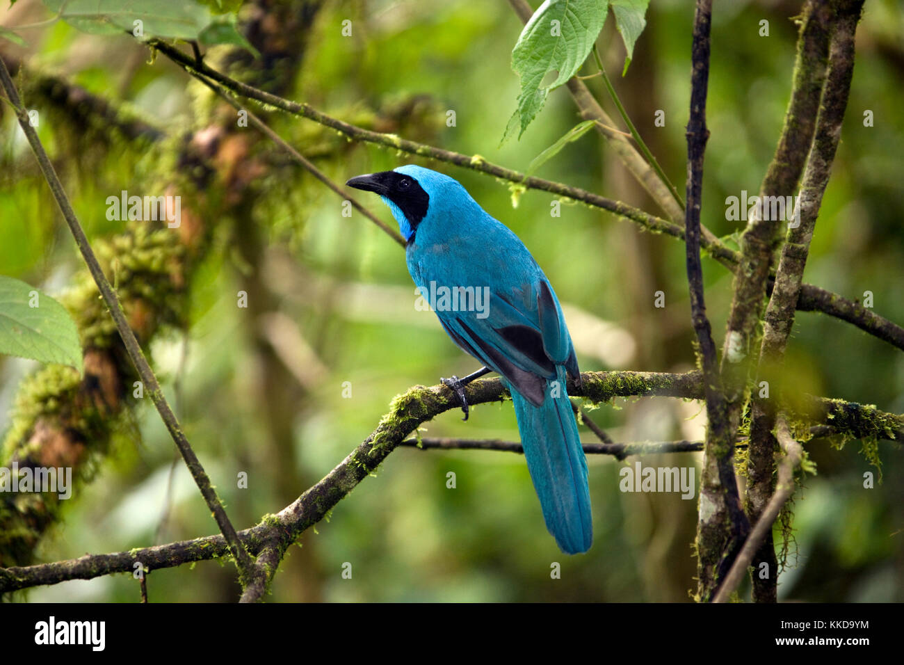 Turquoise Jay (Cyanolyca turcosa) in Mindo Cloud Forest in Pichincha in ...