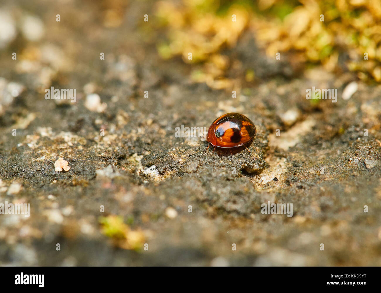 bugs, spiders, fly, dragon fly from our home surroundings in natural ...