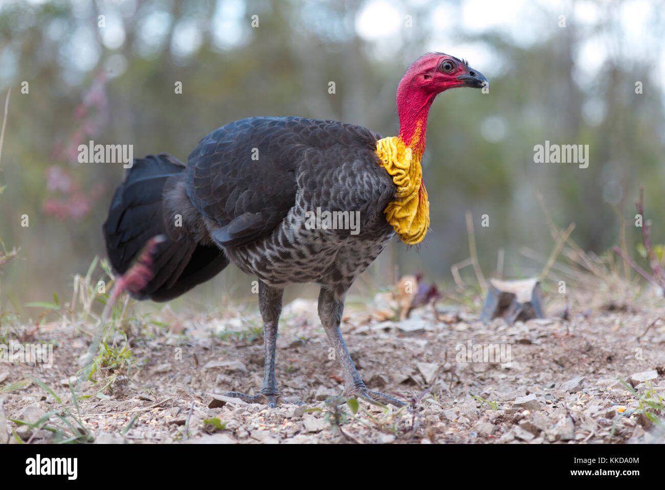 The Australian brushturkey or Australian brush-turkey (Alectura lathami ...