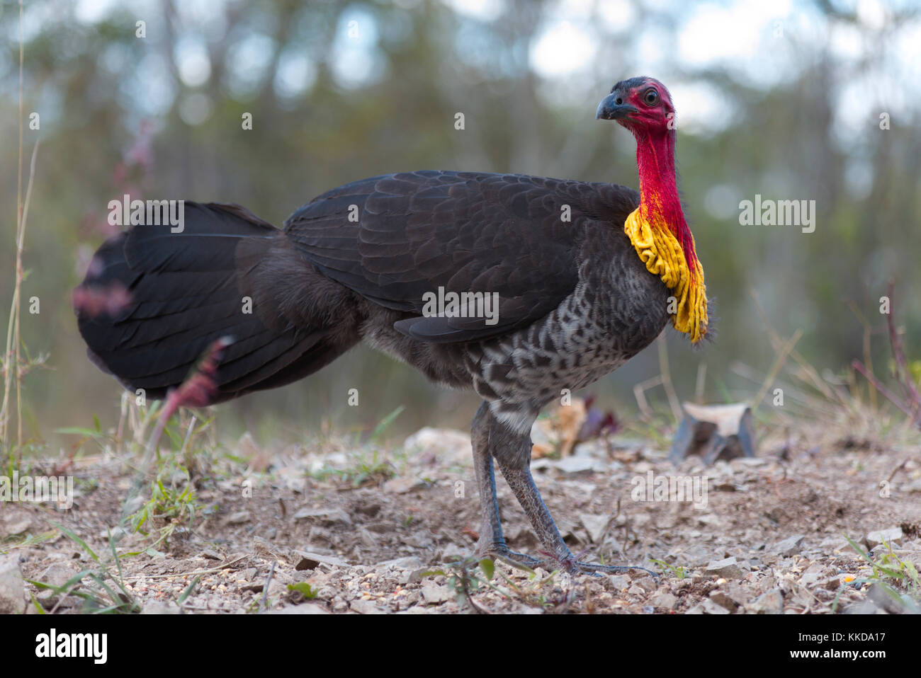 The Australian brushturkey or Australian brush-turkey (Alectura lathami ...