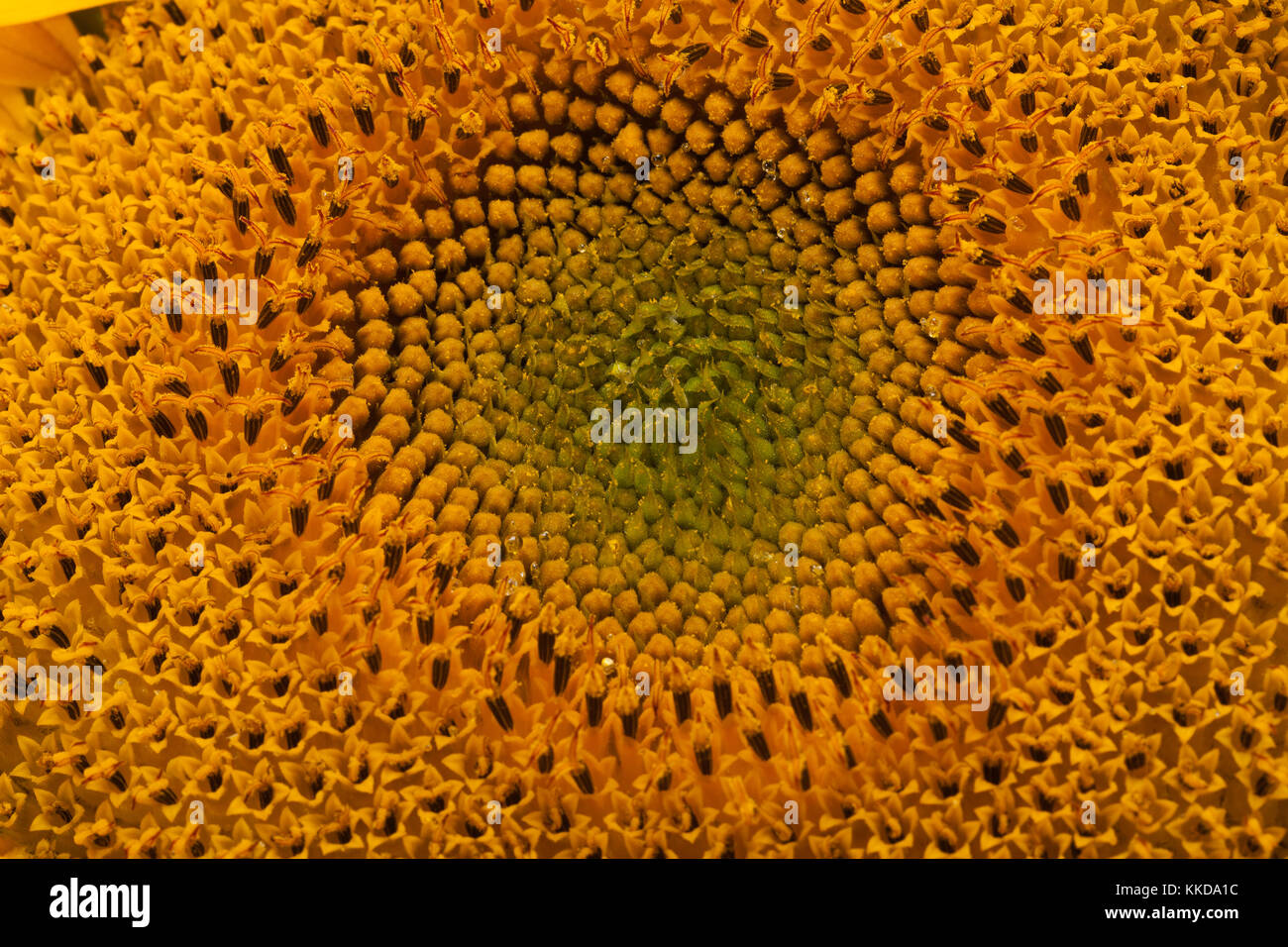 Middle of Sunflower Close-Up Stock Photo - Alamy