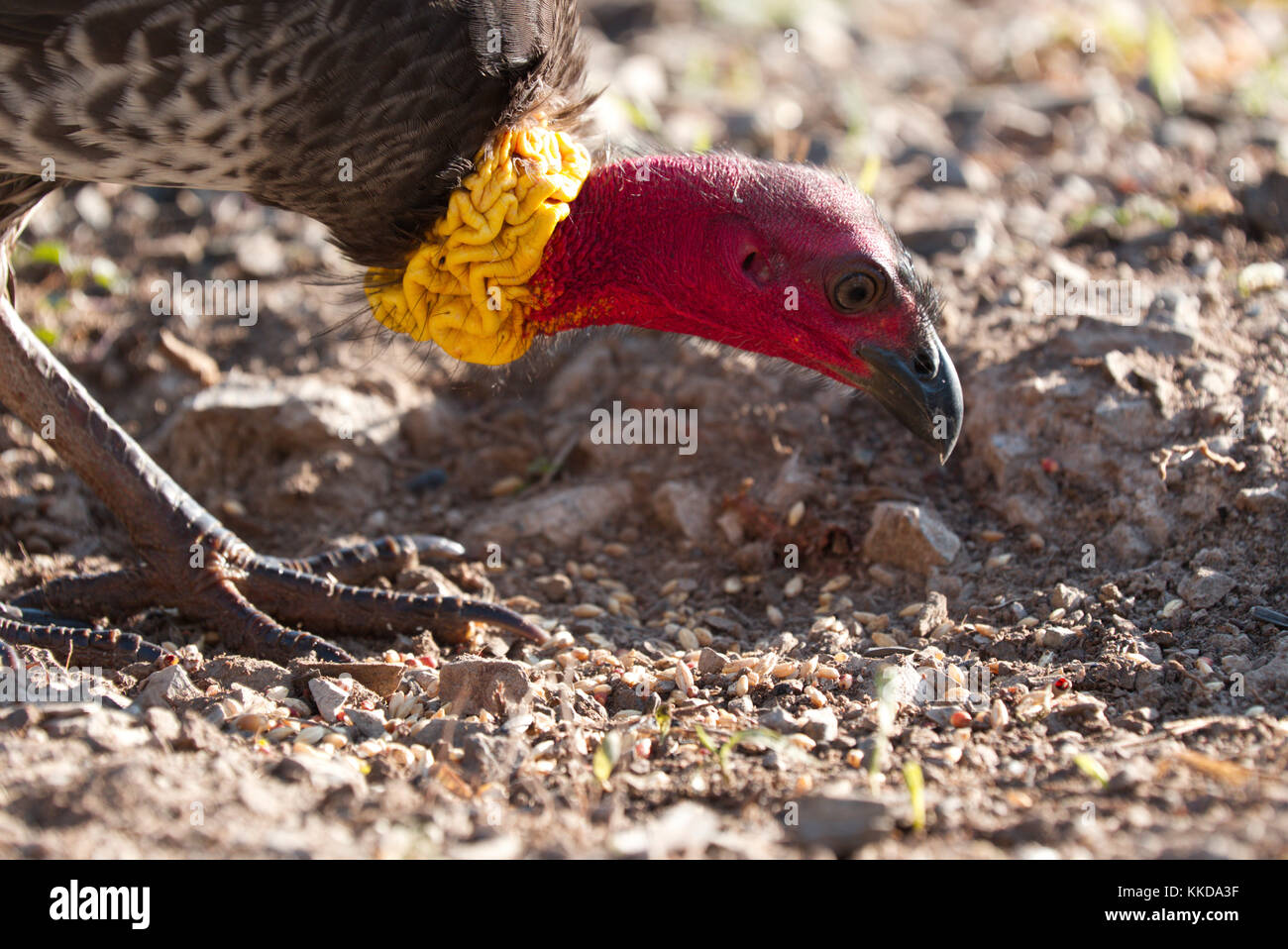 The Australian brushturkey or Australian brush-turkey (Alectura lathami ...