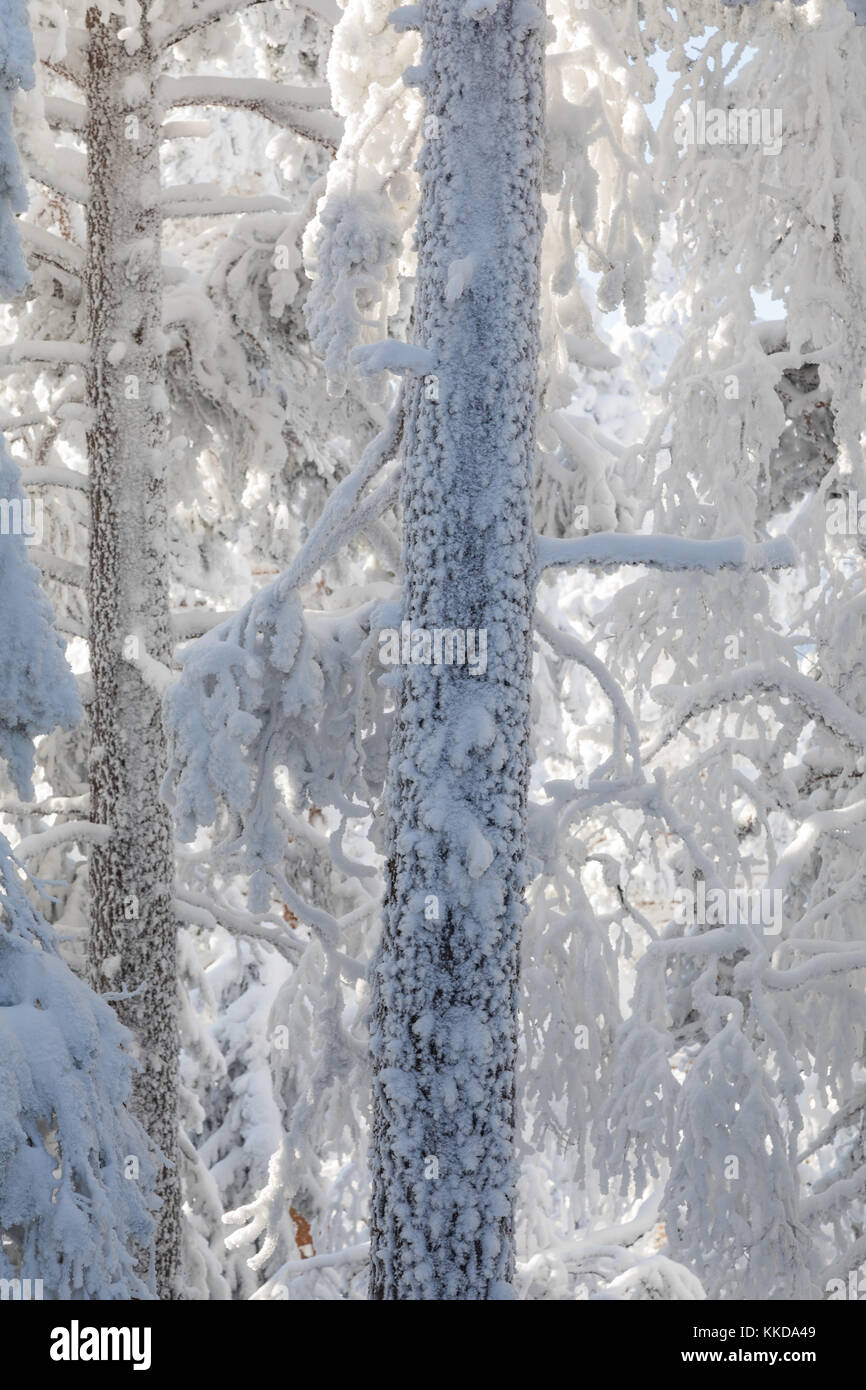 Close up of trees with even the trunks covered in snow from windy ...